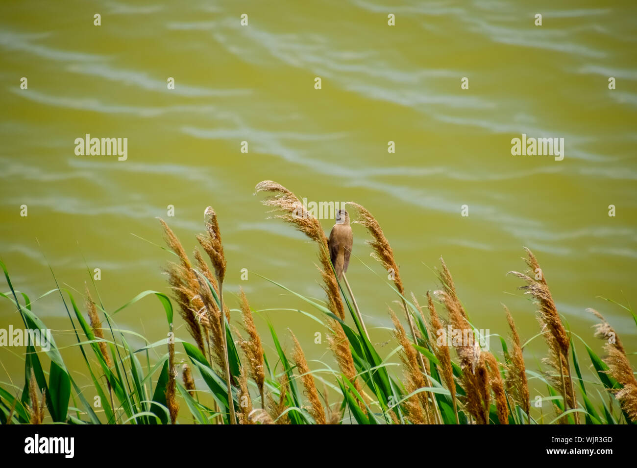 Breeding adult behavior marsh hi-res stock photography and images - Alamy