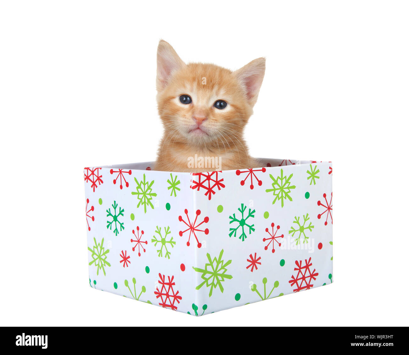 Xmas adorable tabby kitten Cut Out Stock Images & Pictures - Alamy