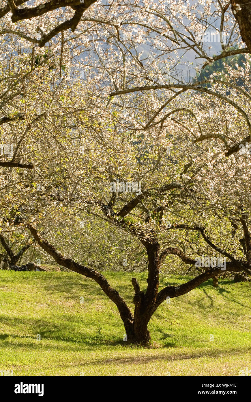 Nature background of garden of plum blossom trees Stock Photo - Alamy
