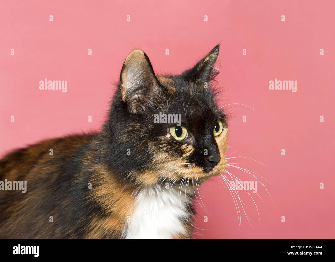 Profile of an adorable calico cat looking to viewers right with dark ...
