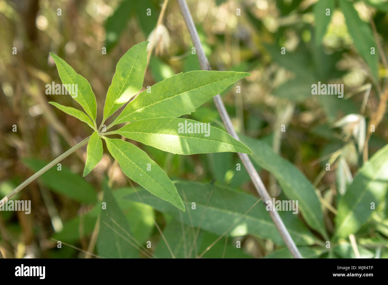 Leaves of lilac chaste tree close up. Taken in the woods Stock Photo ...