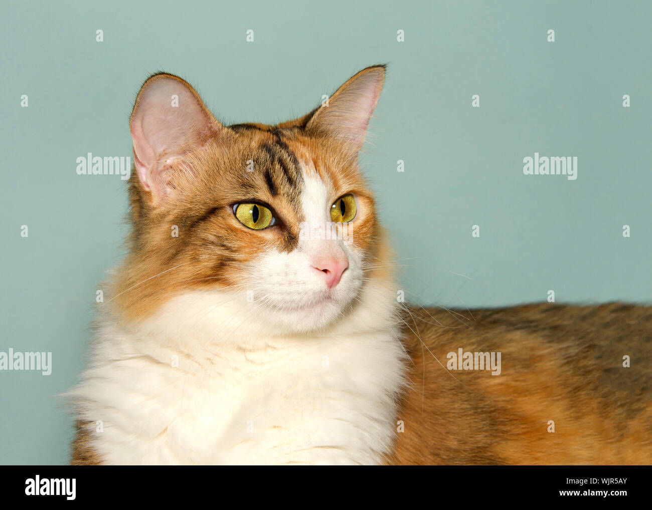 Close up profile portrait of a calico cat looking to viewers right with ...