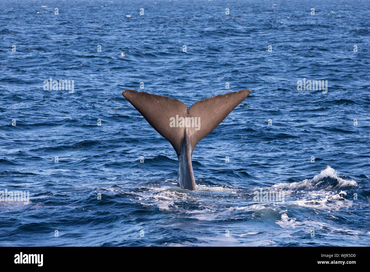 Whale tail scene hi-res stock photography and images - Alamy