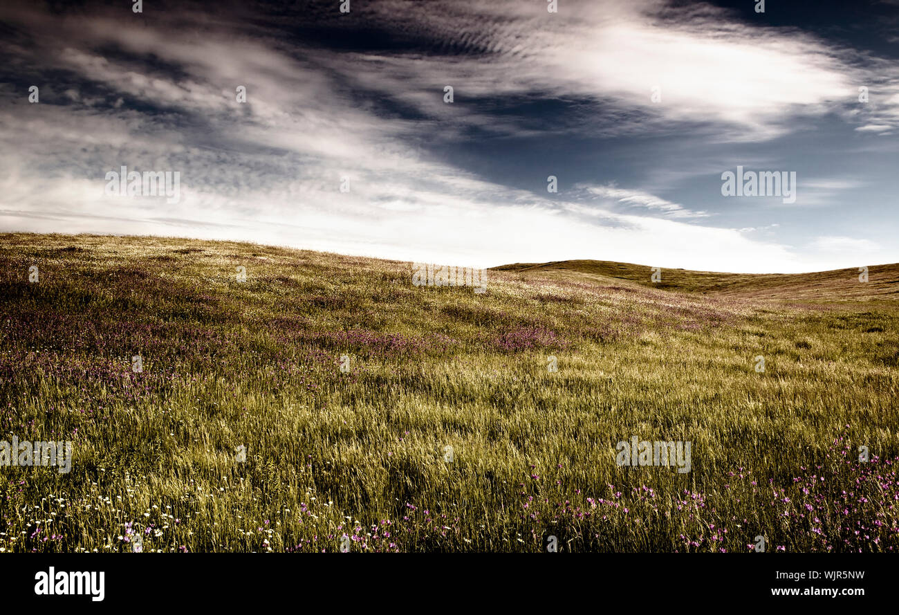 Beautiful green meadow with a great cloudy sky Stock Photo - Alamy