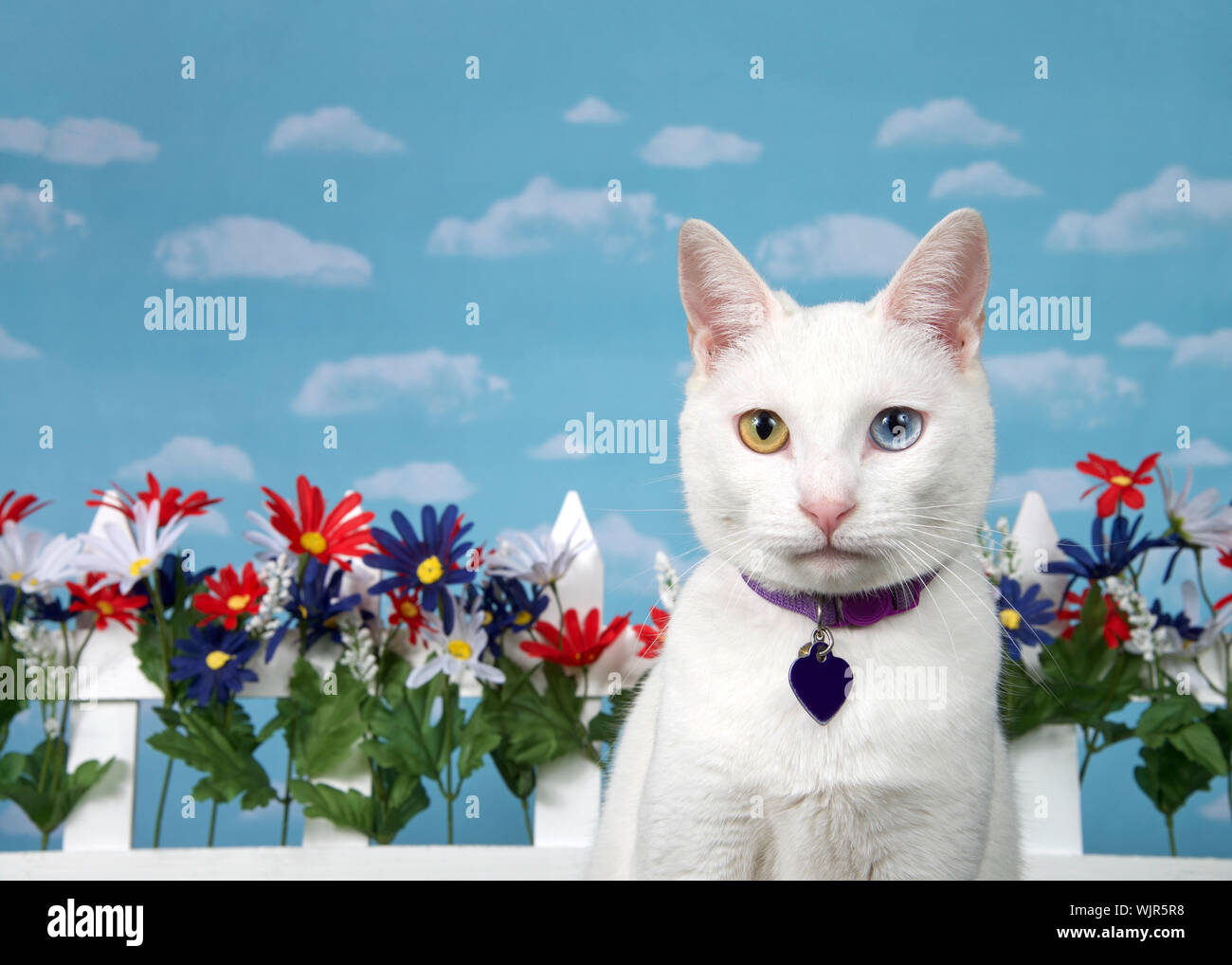 Purple Cat Logo With Name