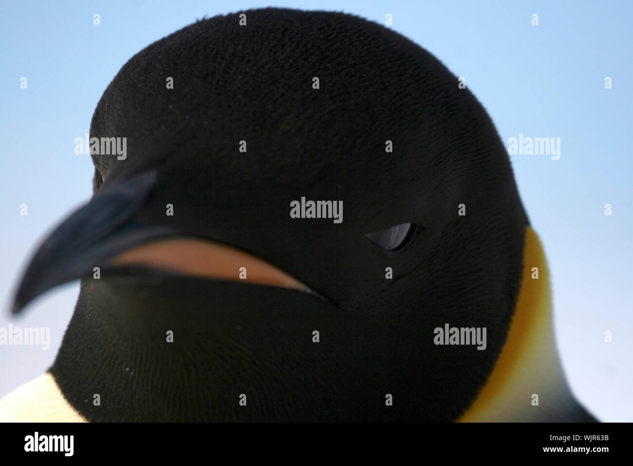 Close-up of an emperor penguin (Aptenodytes forsteri) on the ice in the ...