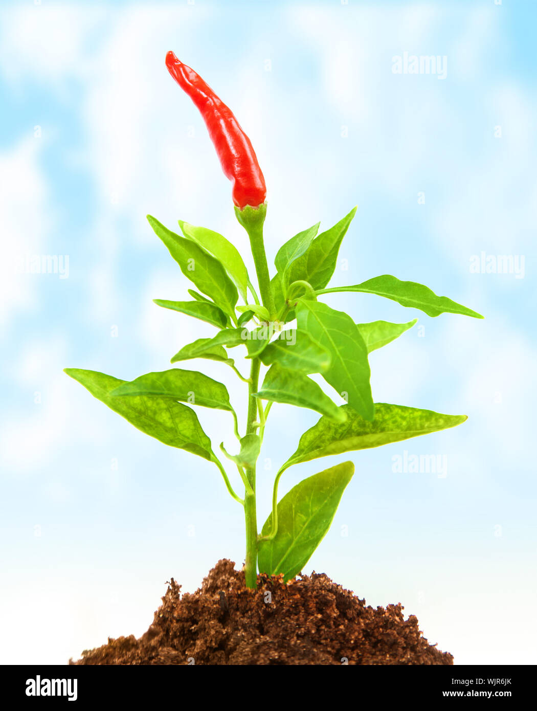 Red hot chili pepper growth in the soil on the garden, health food ...