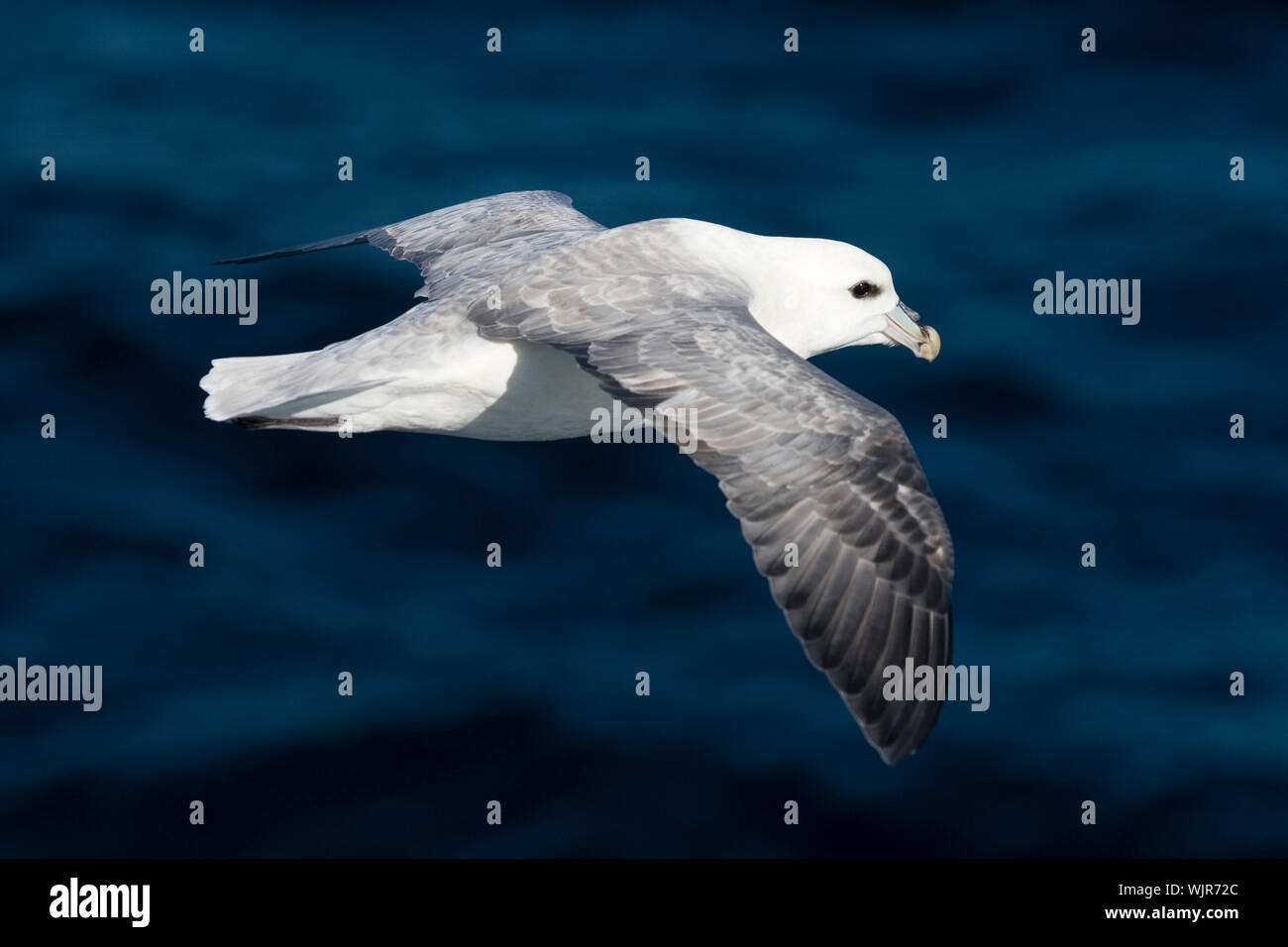 Fulmar (Fulmaris glacialis) flying over the Denmark Strait Stock Photo ...