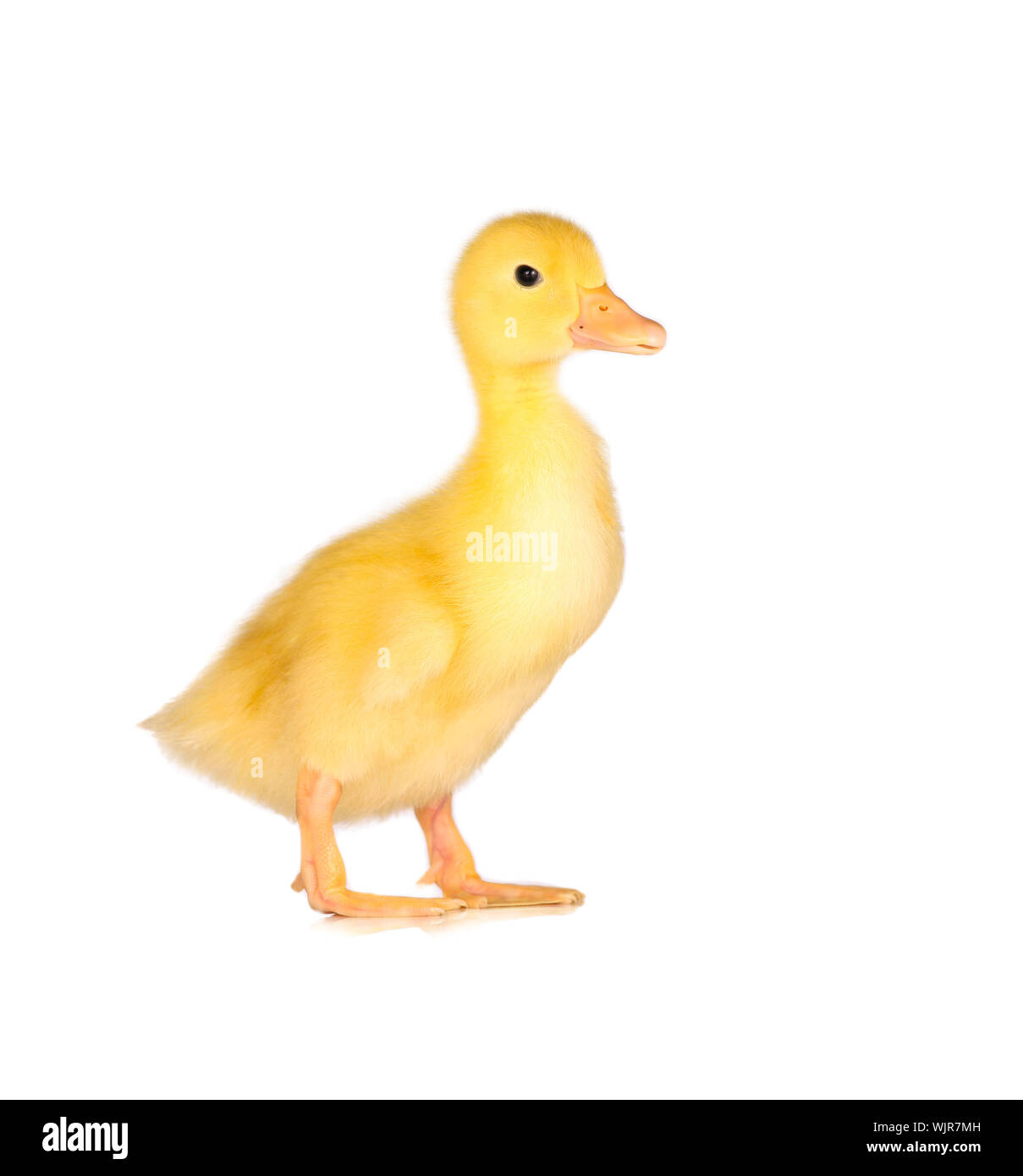 Cute yellow duckling in studio shot Stock Photo - Alamy