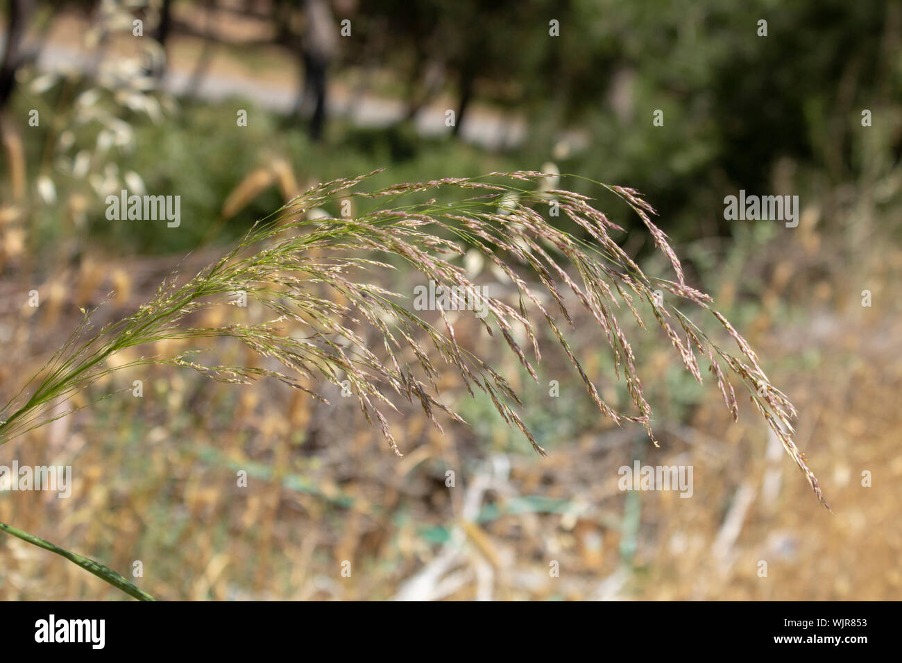 Meadow Fescue Grass High Resolution Stock Photography and Images - Alamy