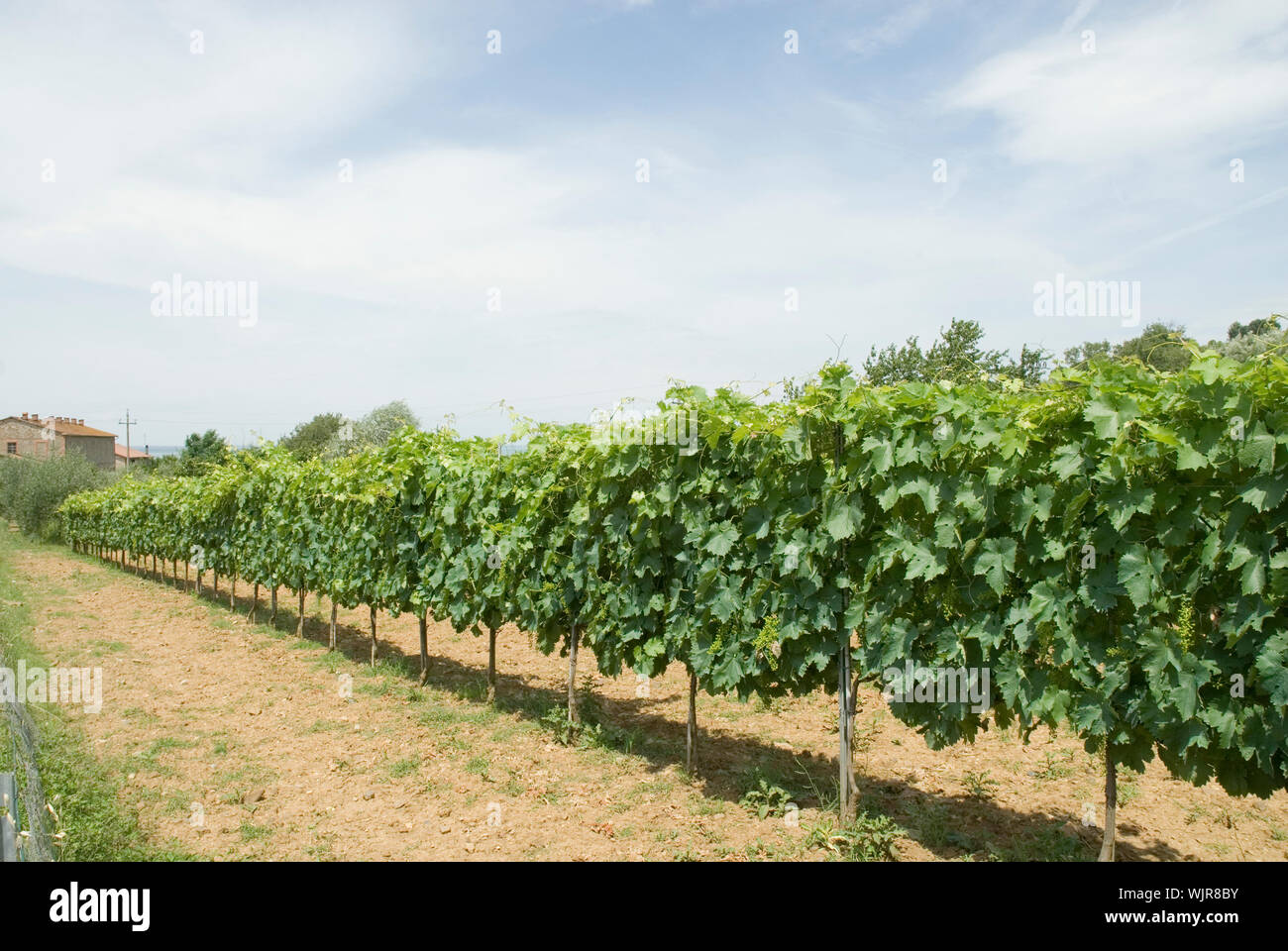 Italian Vineyard with a Italian house Stock Photo - Alamy