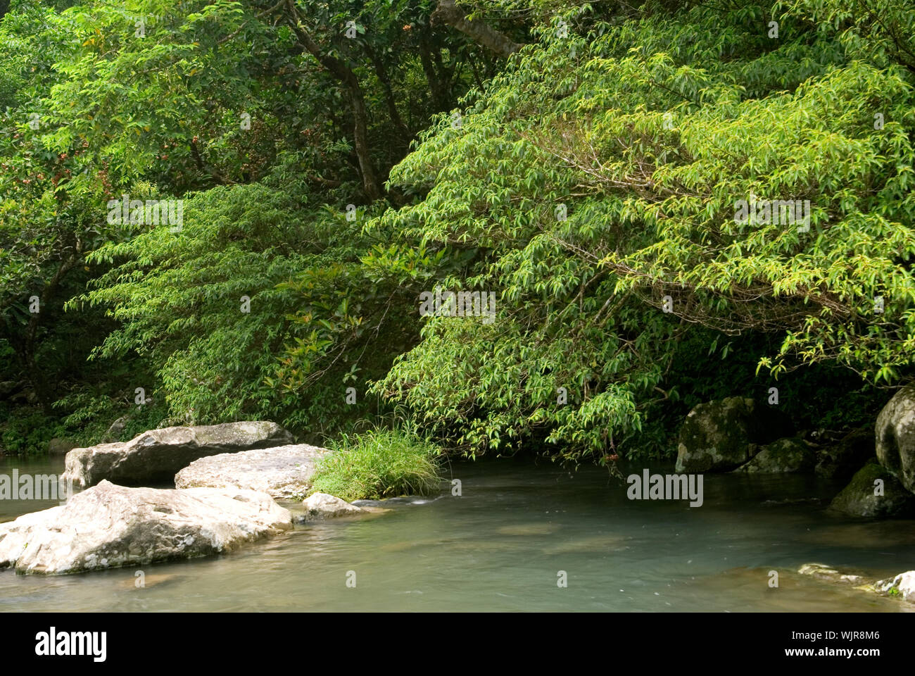 Here are beautiful trees and peaceful river Stock Photo - Alamy