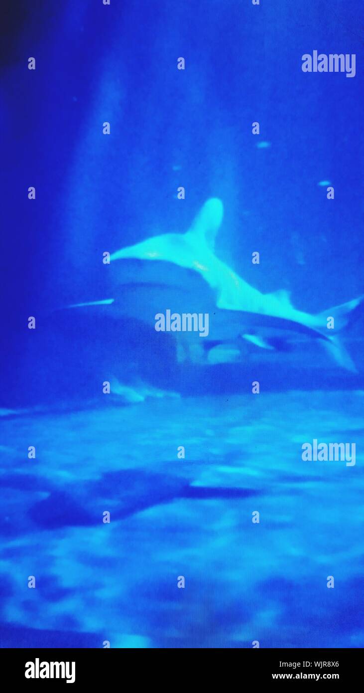 Whale shark front hi-res stock photography and images - Alamy