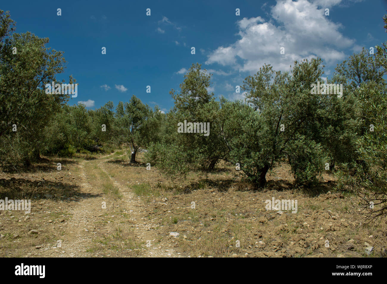 Olive trees passing road and blue sky Stock Photo - Alamy