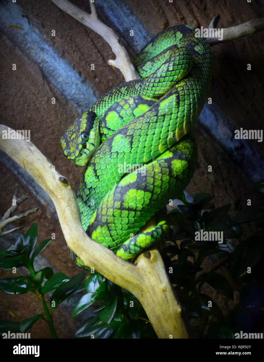 Rolled Up On Branch High Resolution Stock Photography and Images - Alamy