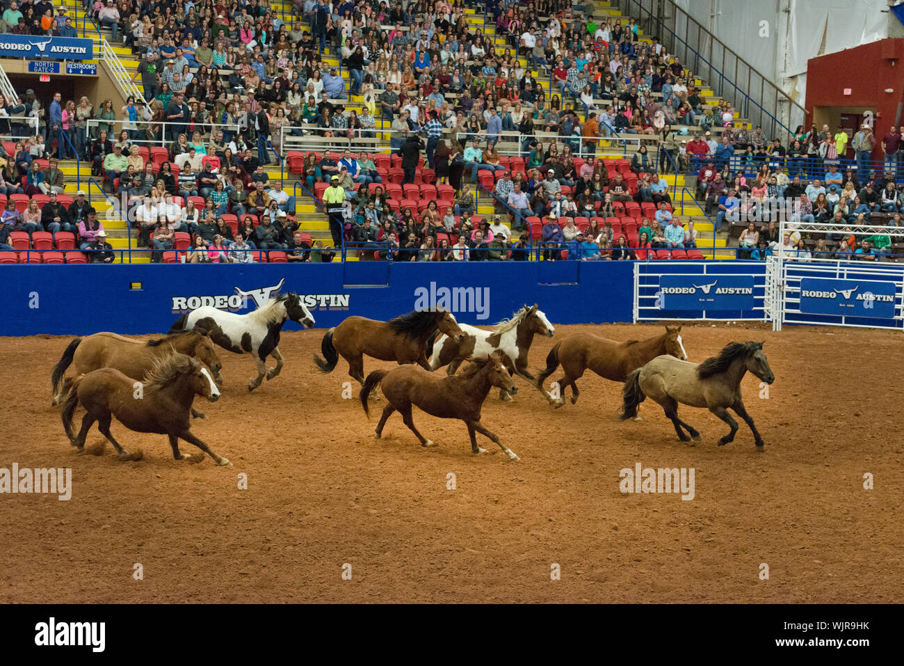 Horses run free as part of a brief program about Texas's wild horses at ...