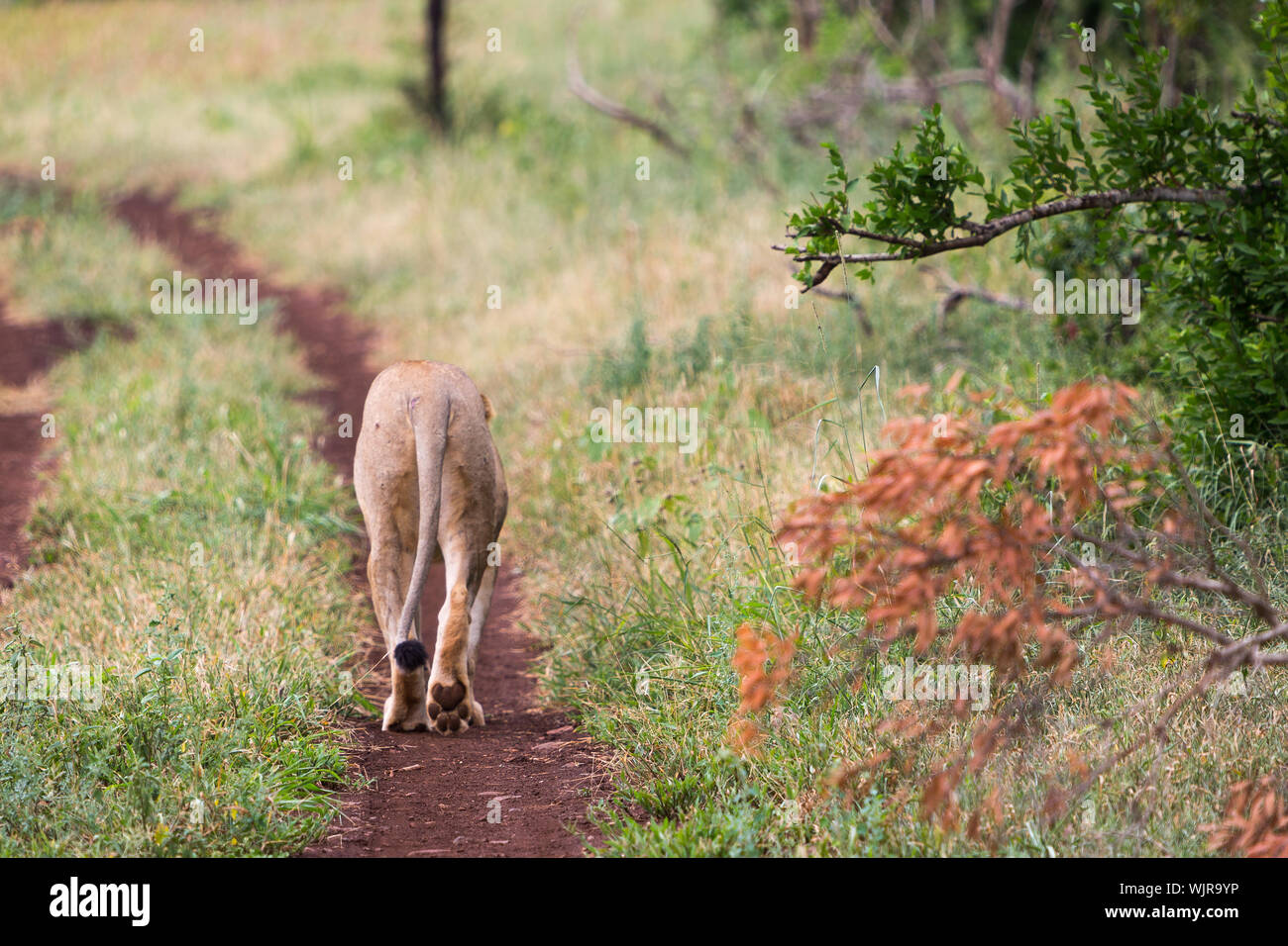 Rear View Lion High Resolution Stock Photography and Images - Alamy