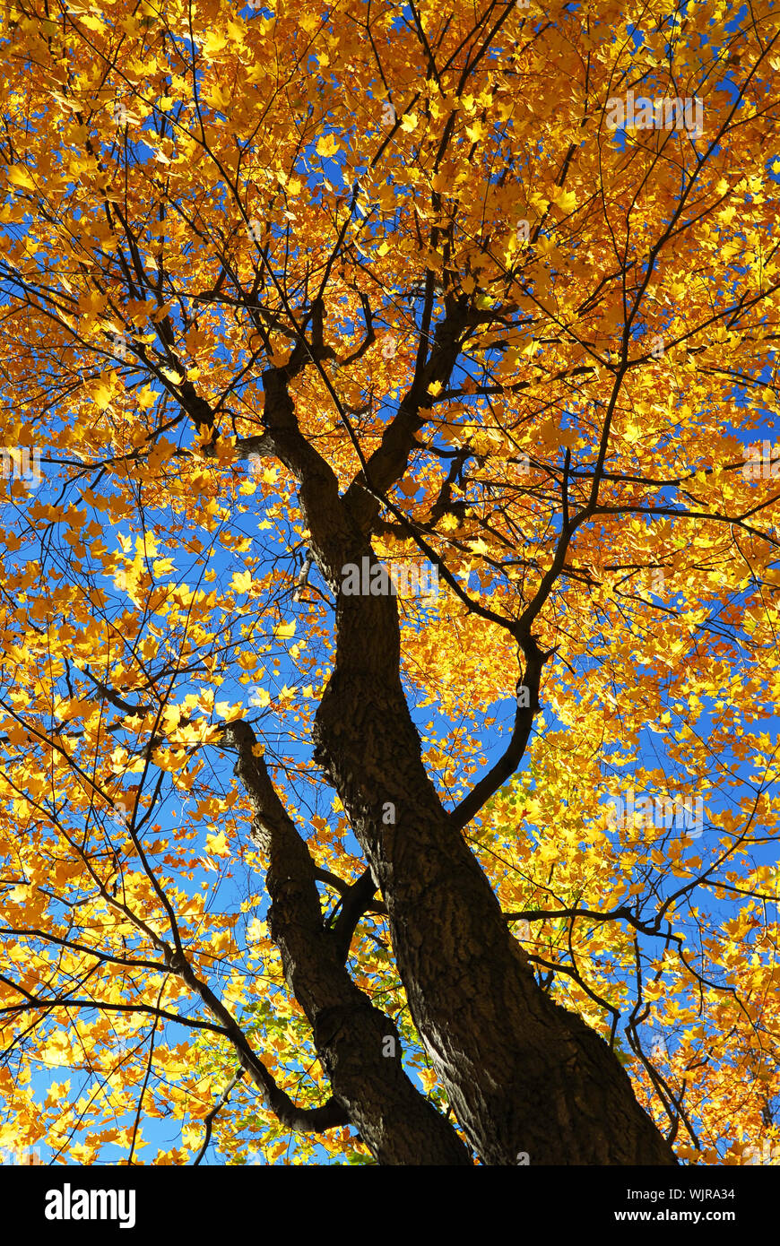 Fall maple trees glowing in sunshine with blue sky background Stock ...