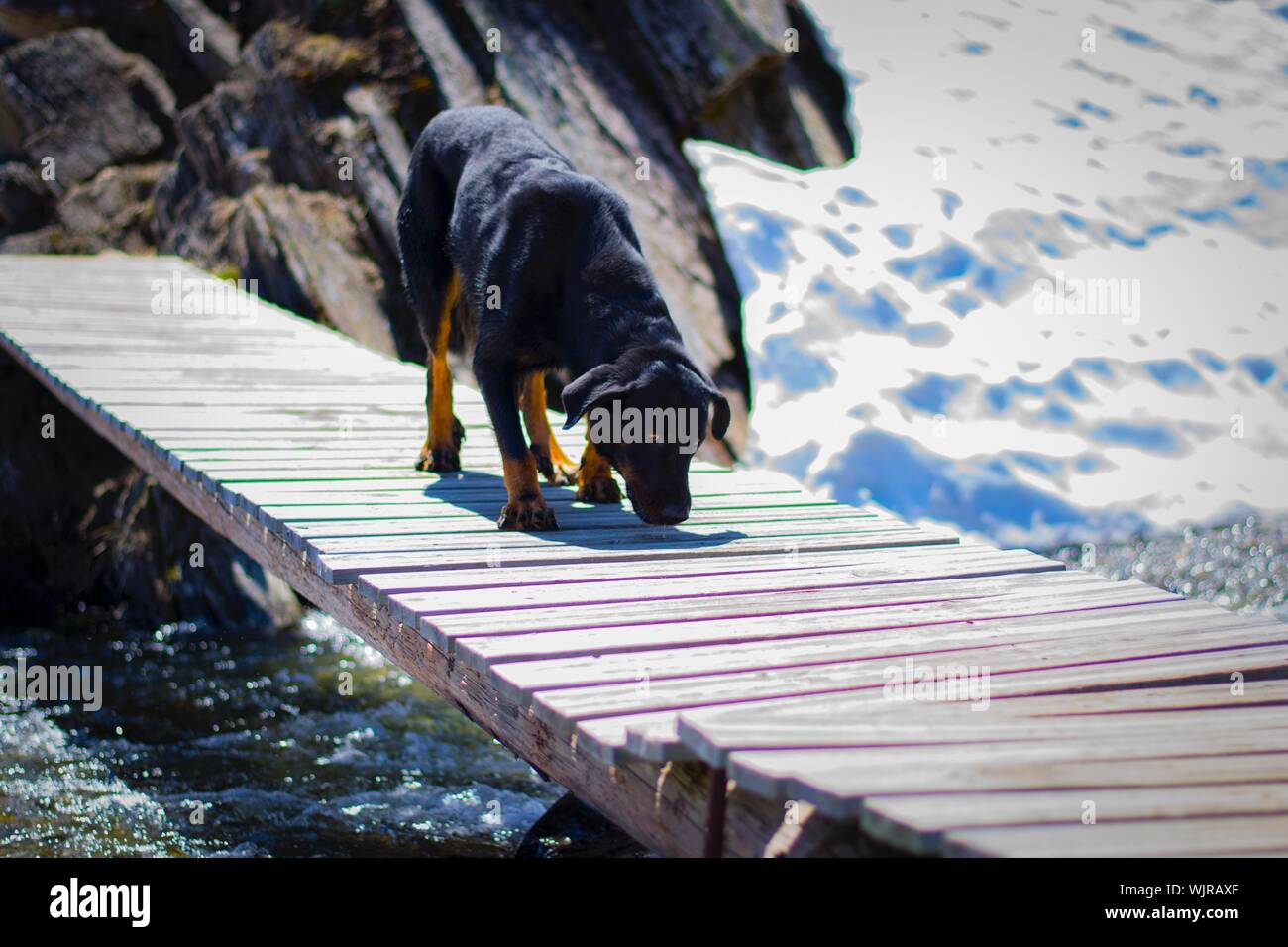 Walking dog bridge High Resolution Stock Photography and Images - Alamy