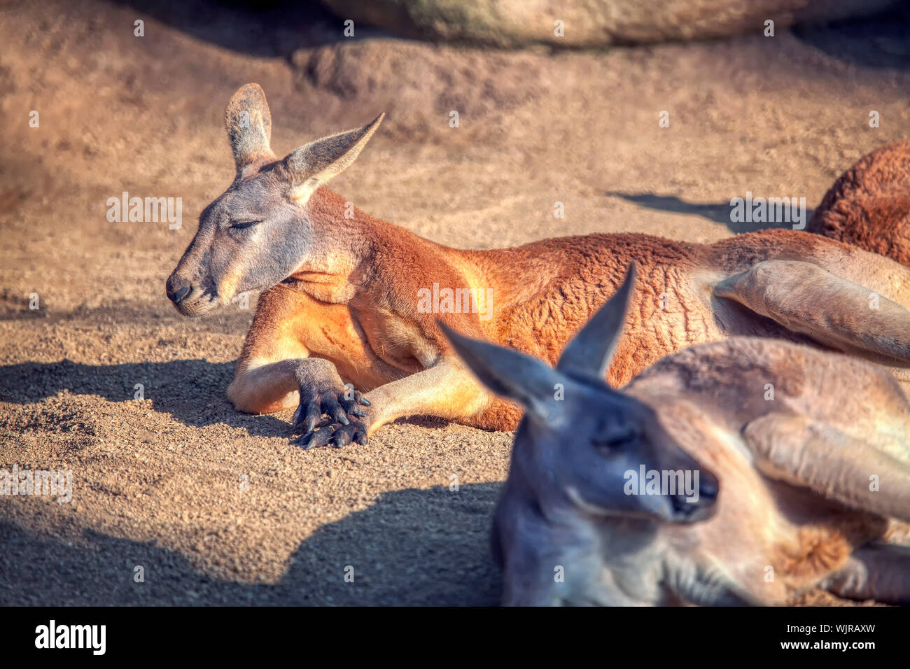 Red Kangaroo Jumping Stock Photos & Red Kangaroo Jumping Stock Images ...