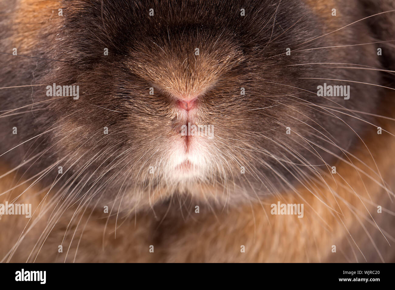 Close up rabbit black spot hi-res stock photography and images - Alamy