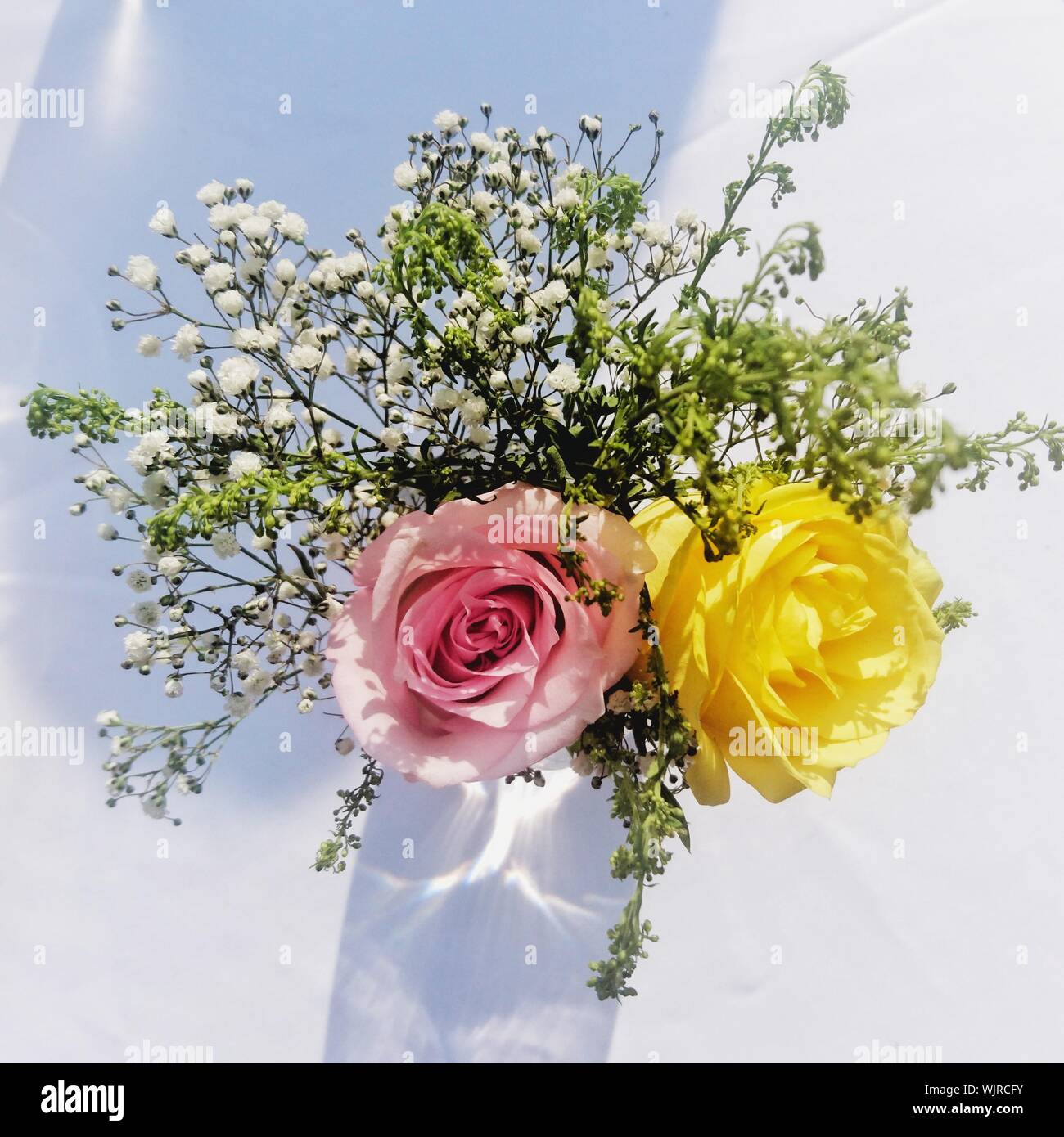 Two yellow roses hi-res stock photography and images - Alamy