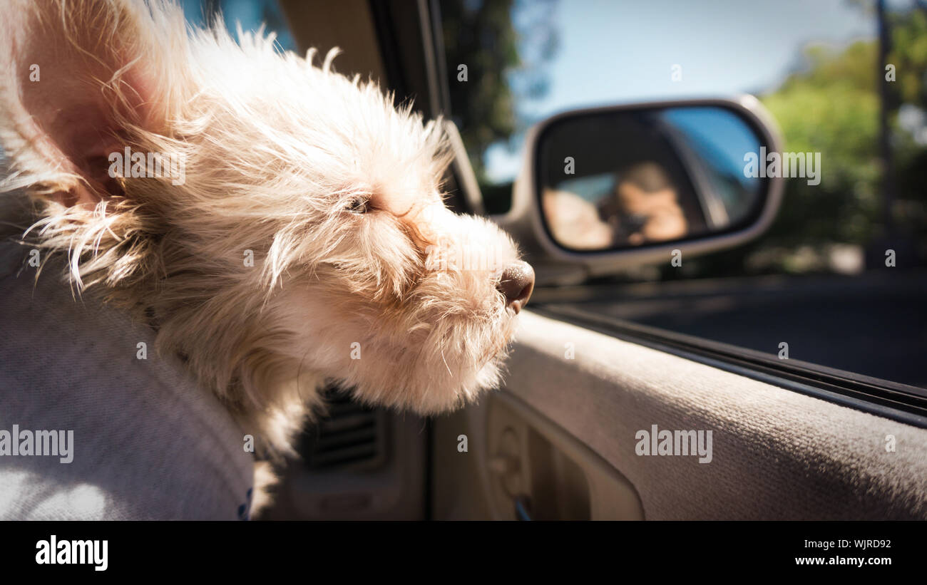 Dog Reflection Through Window High Resolution Stock Photography and ...