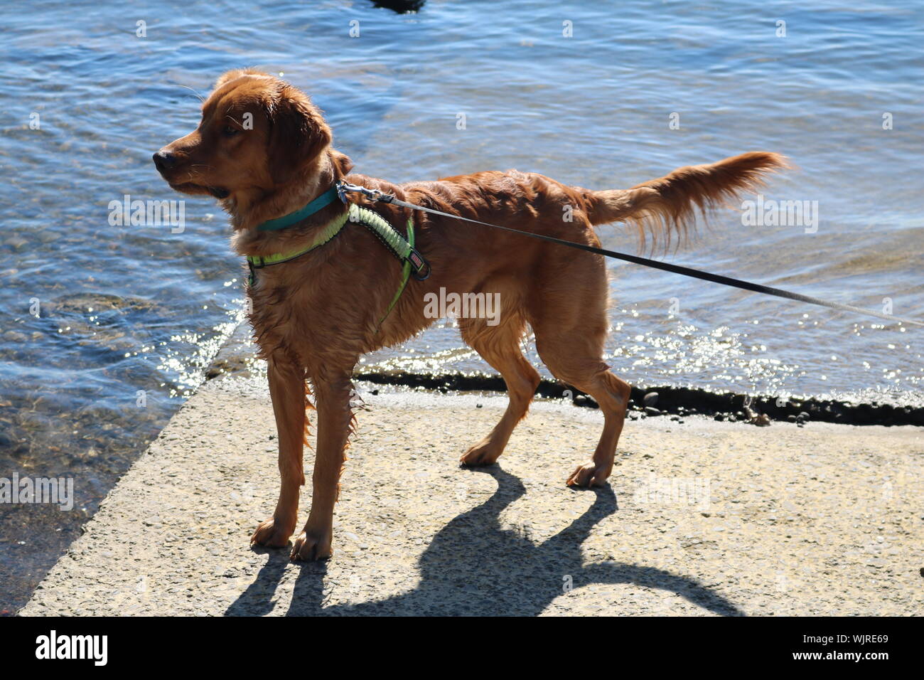 Golden lab looking into distance hi-res stock photography and images ...