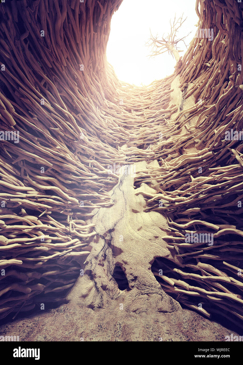 Braided tree hi-res stock photography and images - Alamy