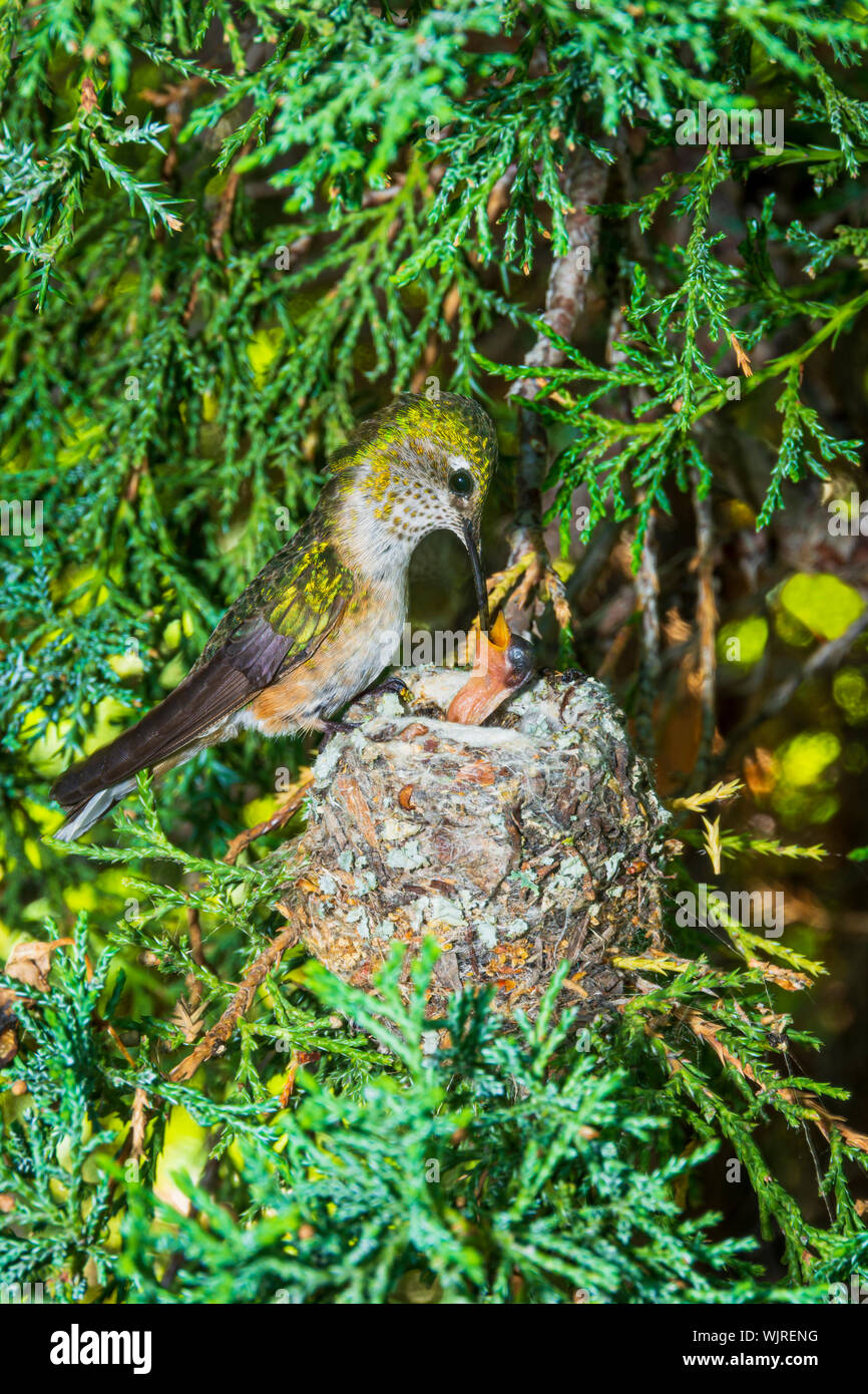 Female Broad-tailed Hummingbird (Selasphorus platycercus) feeds young ...