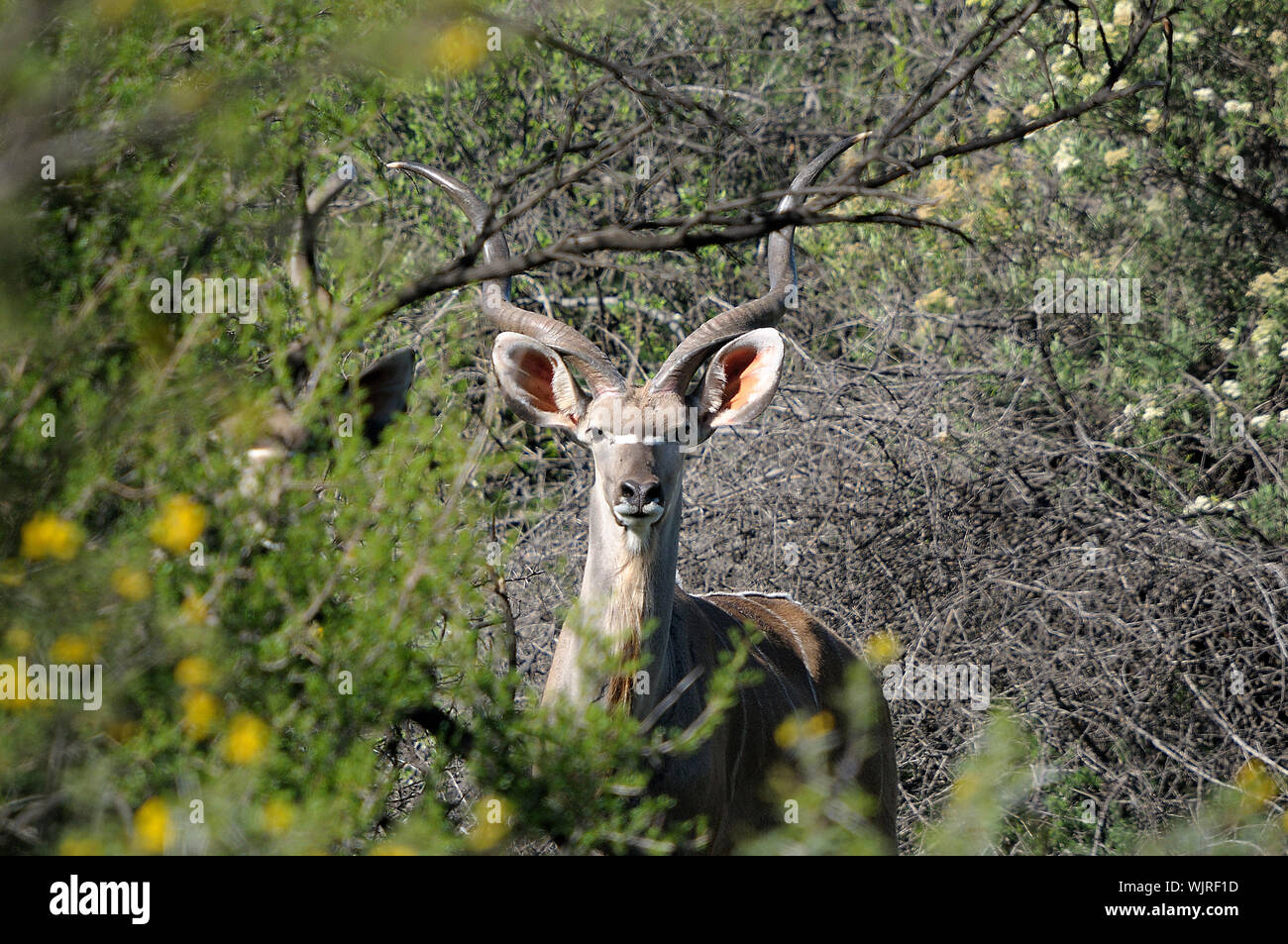 Greater Kudu bull hiding behind trees and shrubs Stock Photo - Alamy