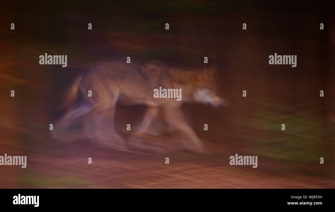 Wolf In Motion High Resolution Stock Photography and Images - Alamy