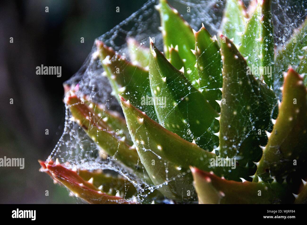 Aloe spider hi-res stock photography and images - Alamy