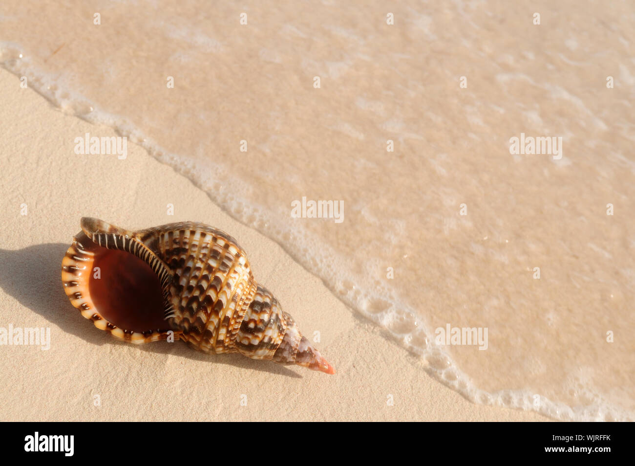 Seashell and ocean wave on sandy tropical beach Stock Photo - Alamy