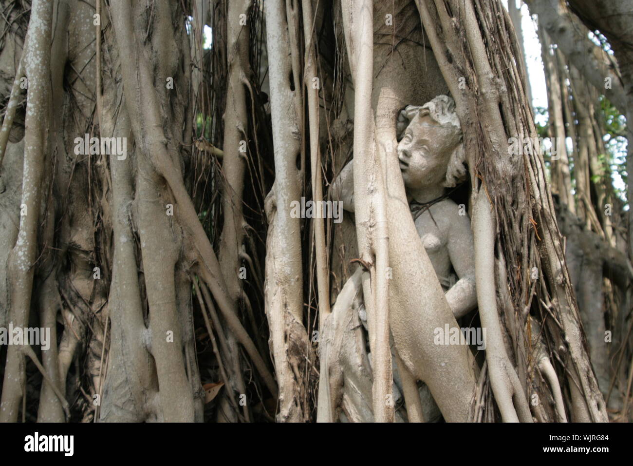 Statue tree hi-res stock photography and images - Alamy