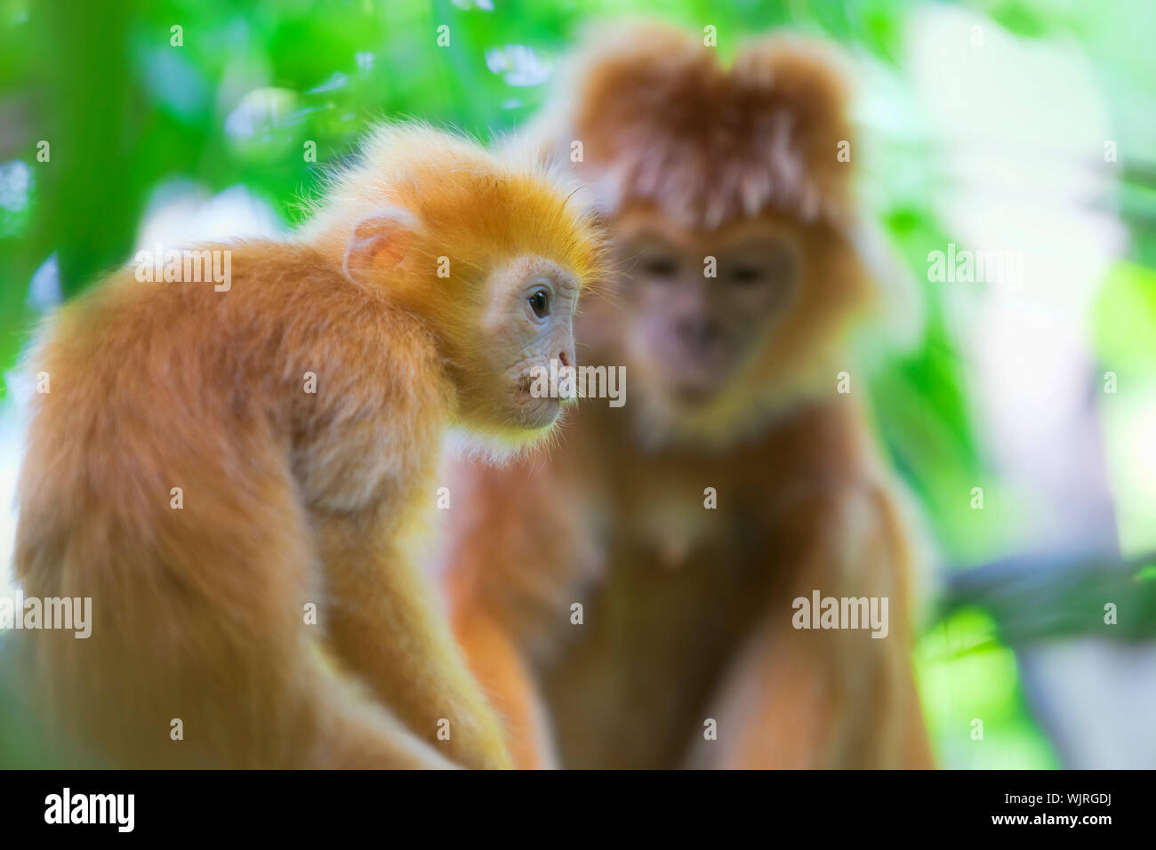 Maroon leaf monkeys hi-res stock photography and images - Alamy