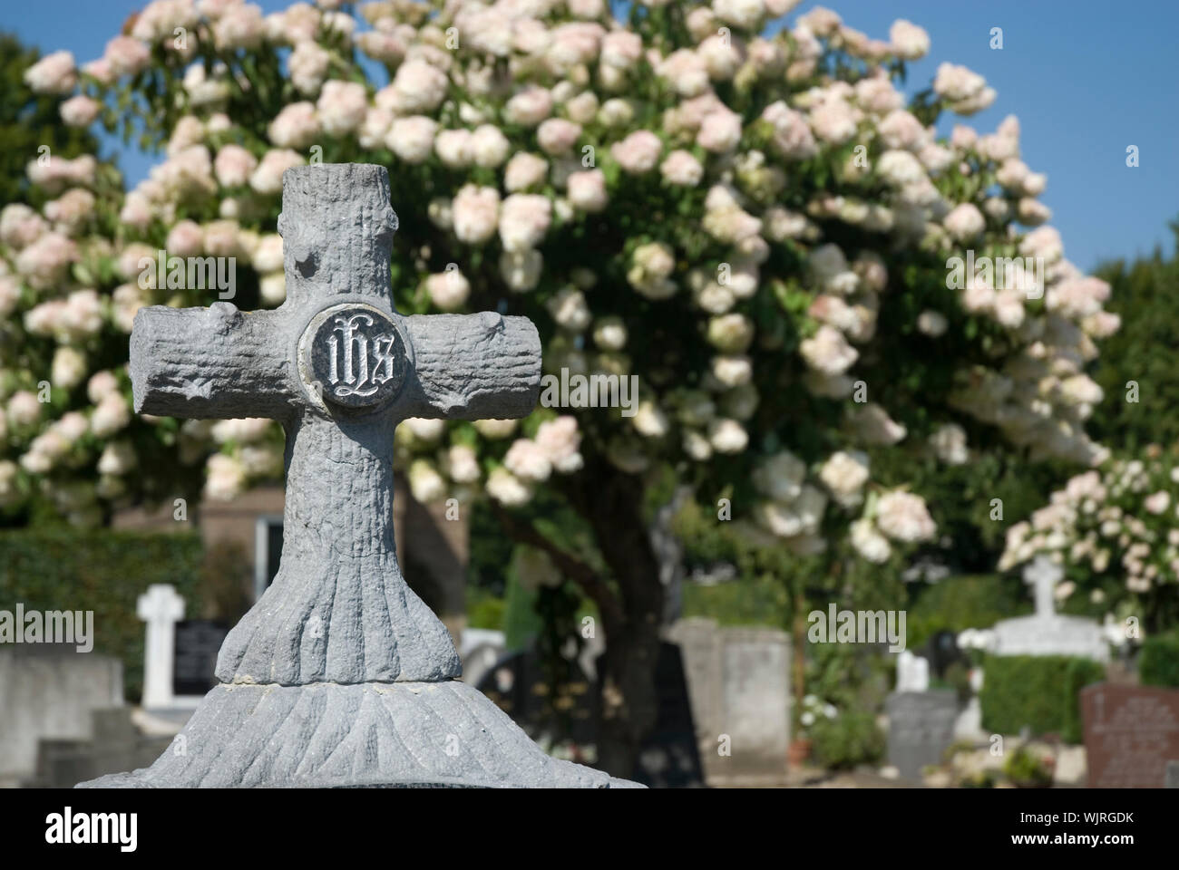 grave-yard with old graves and big hydrangea Stock Photo - Alamy