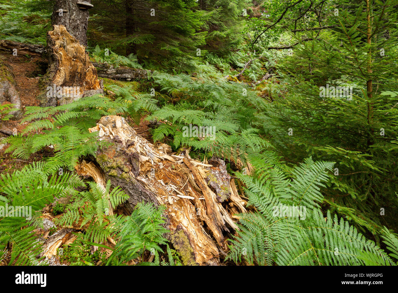 Rotten Part Of Tree High Resolution Stock Photography and Images - Alamy