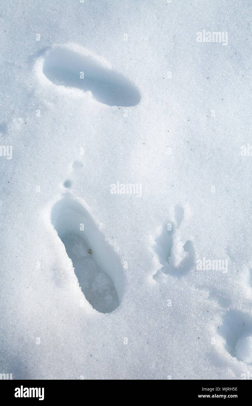 human treads at snow in salamanca spain Stock Photo - Alamy