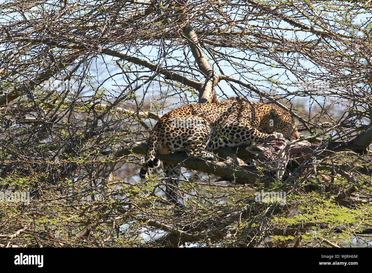 Leopard (Panthera pardus) in a tree with a kill in Serengeti National ...