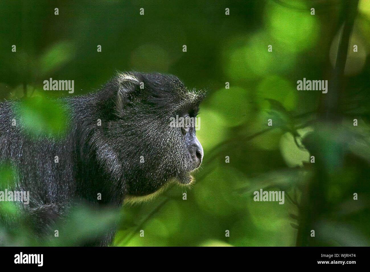 Blue monkey (Cercopithecus mitis) in Lake Manyara National Park ...