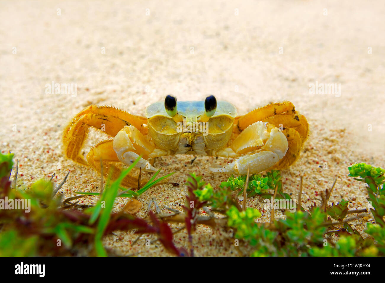 Wideangel hi-res stock photography and images - Alamy