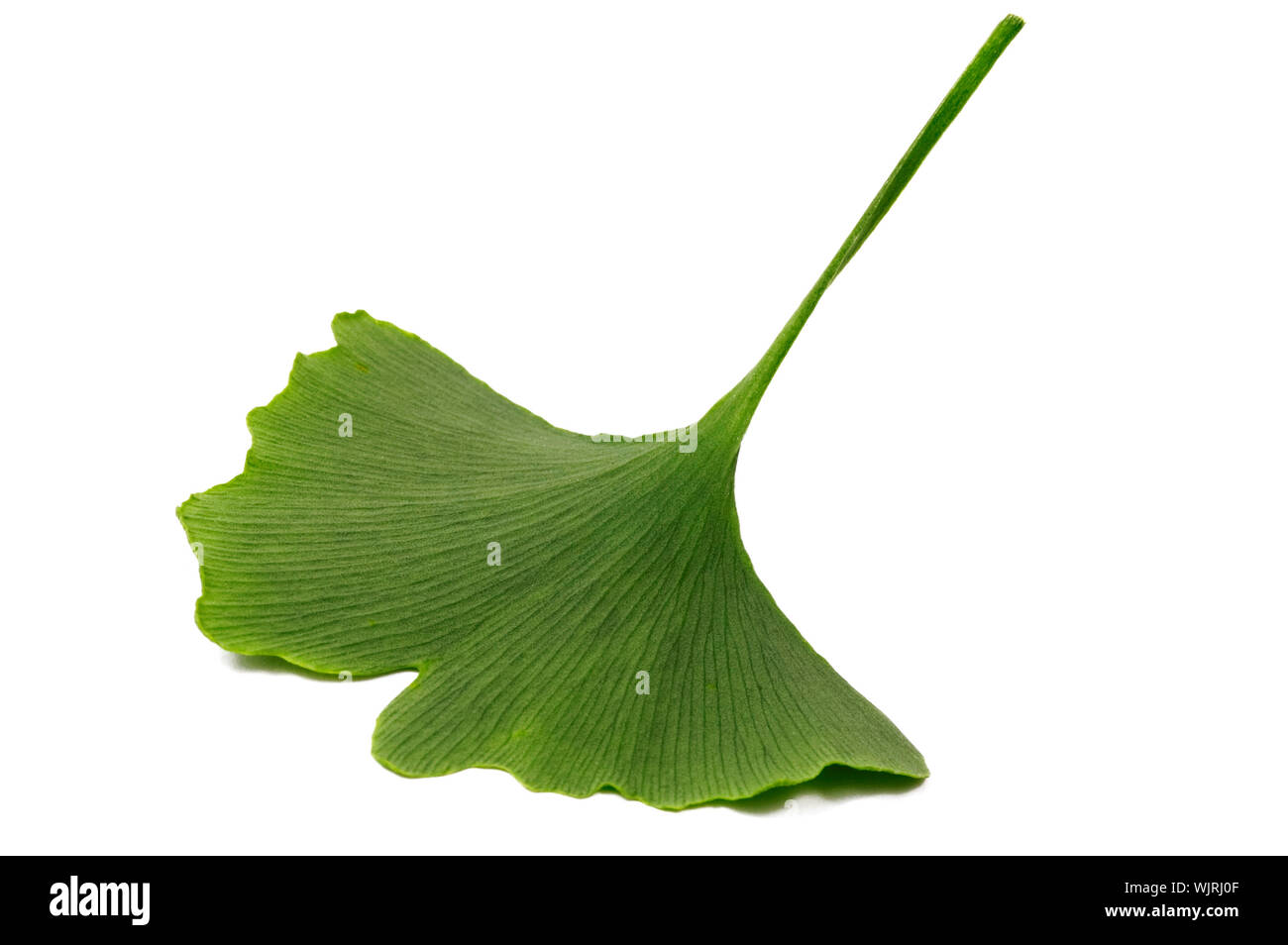 Chinese ginko hi-res stock photography and images - Alamy