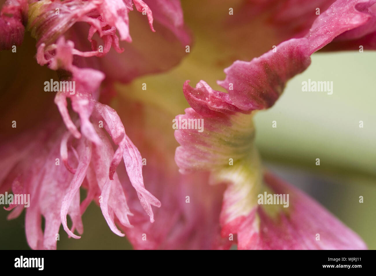 green aphids and tulip Stock Photo - Alamy