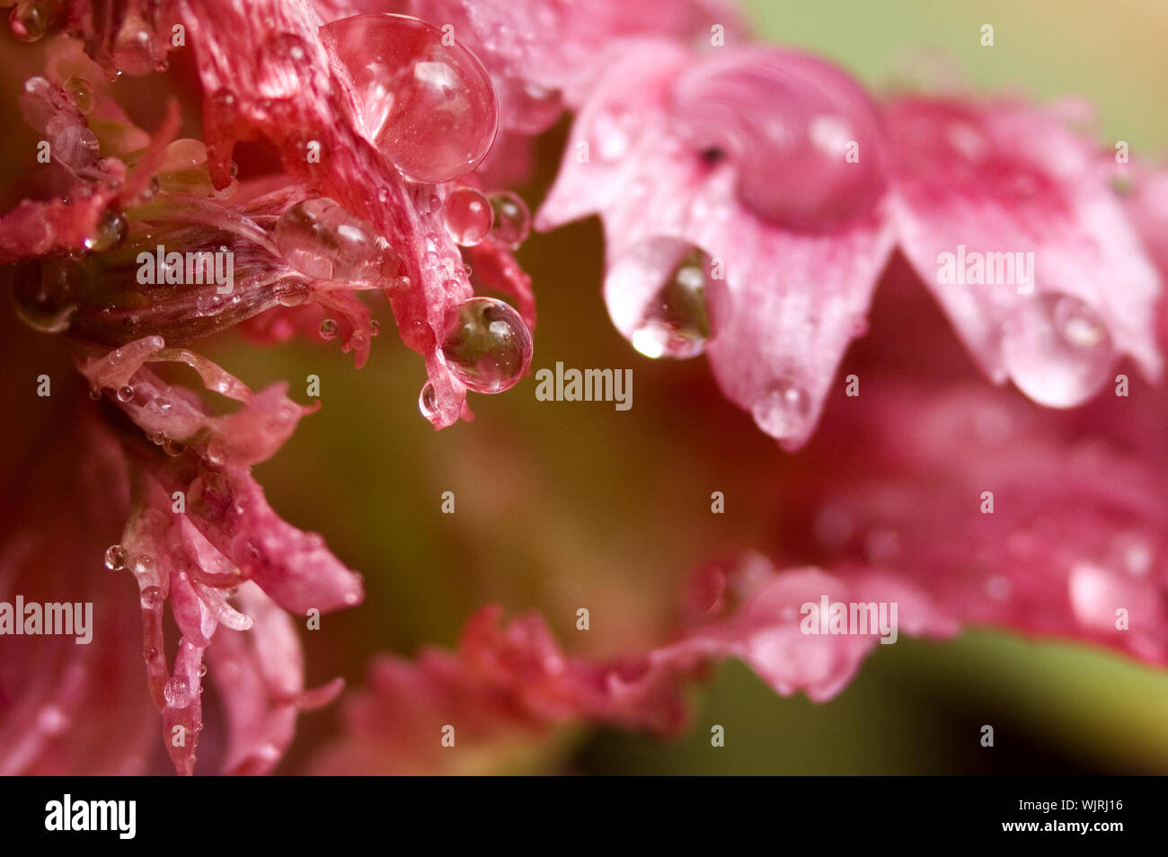 green aphids and tulip Stock Photo - Alamy