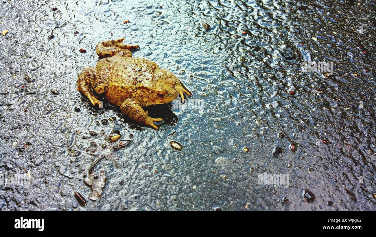 Toad on the road hi-res stock photography and images - Alamy