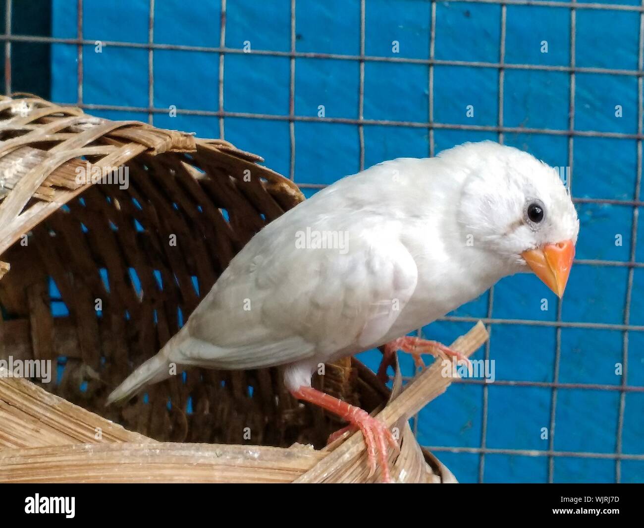 Wicker cage hi-res stock photography and images - Alamy
