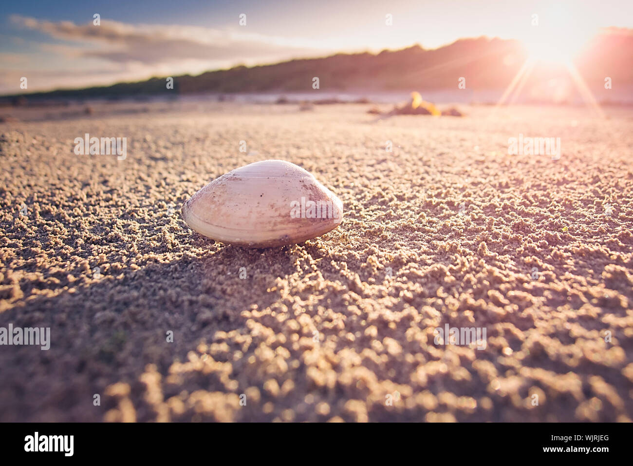 Clam beach hi-res stock photography and images - Alamy