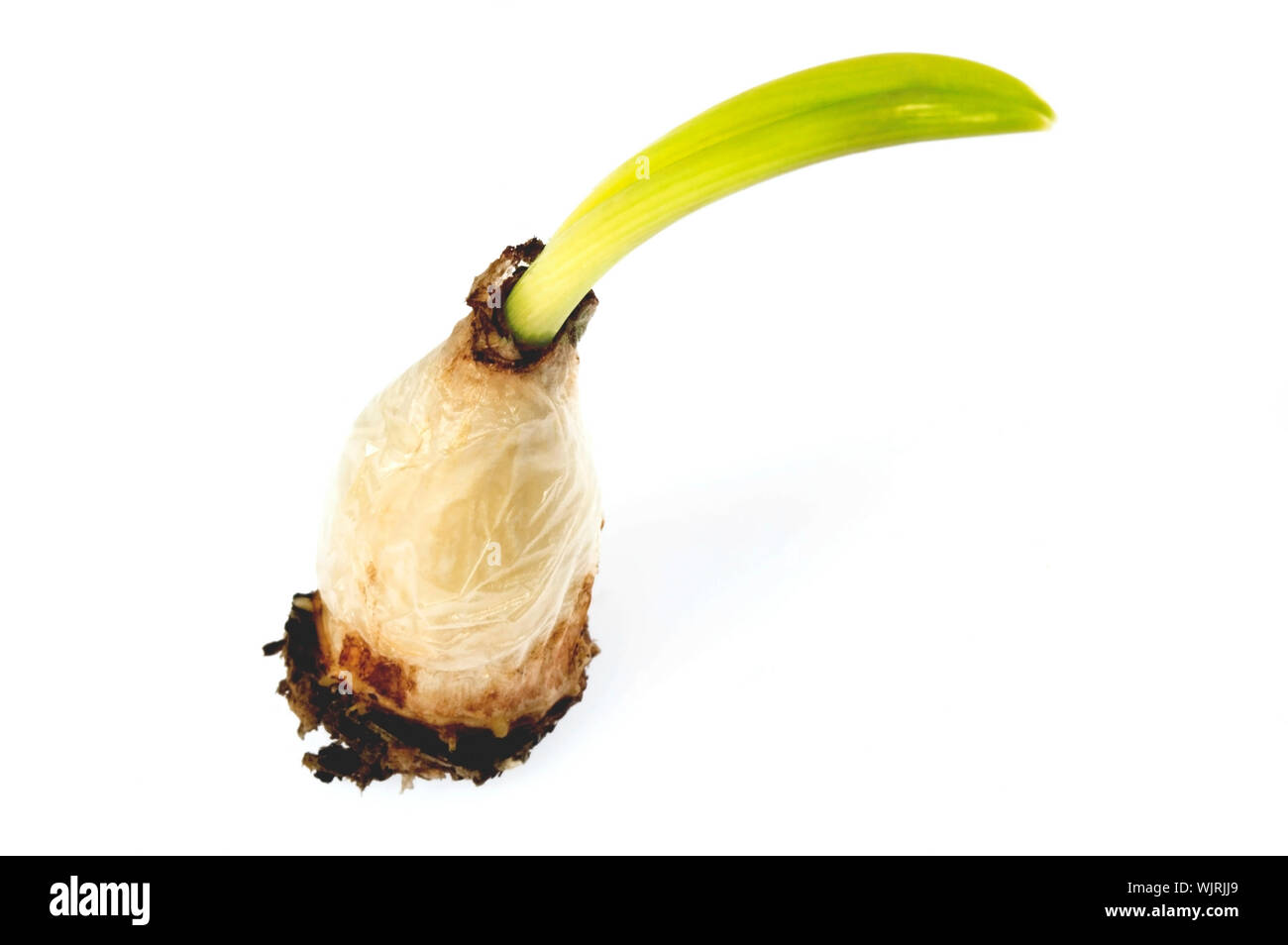 Close up flower bulb Cut Out Stock Images & Pictures - Alamy