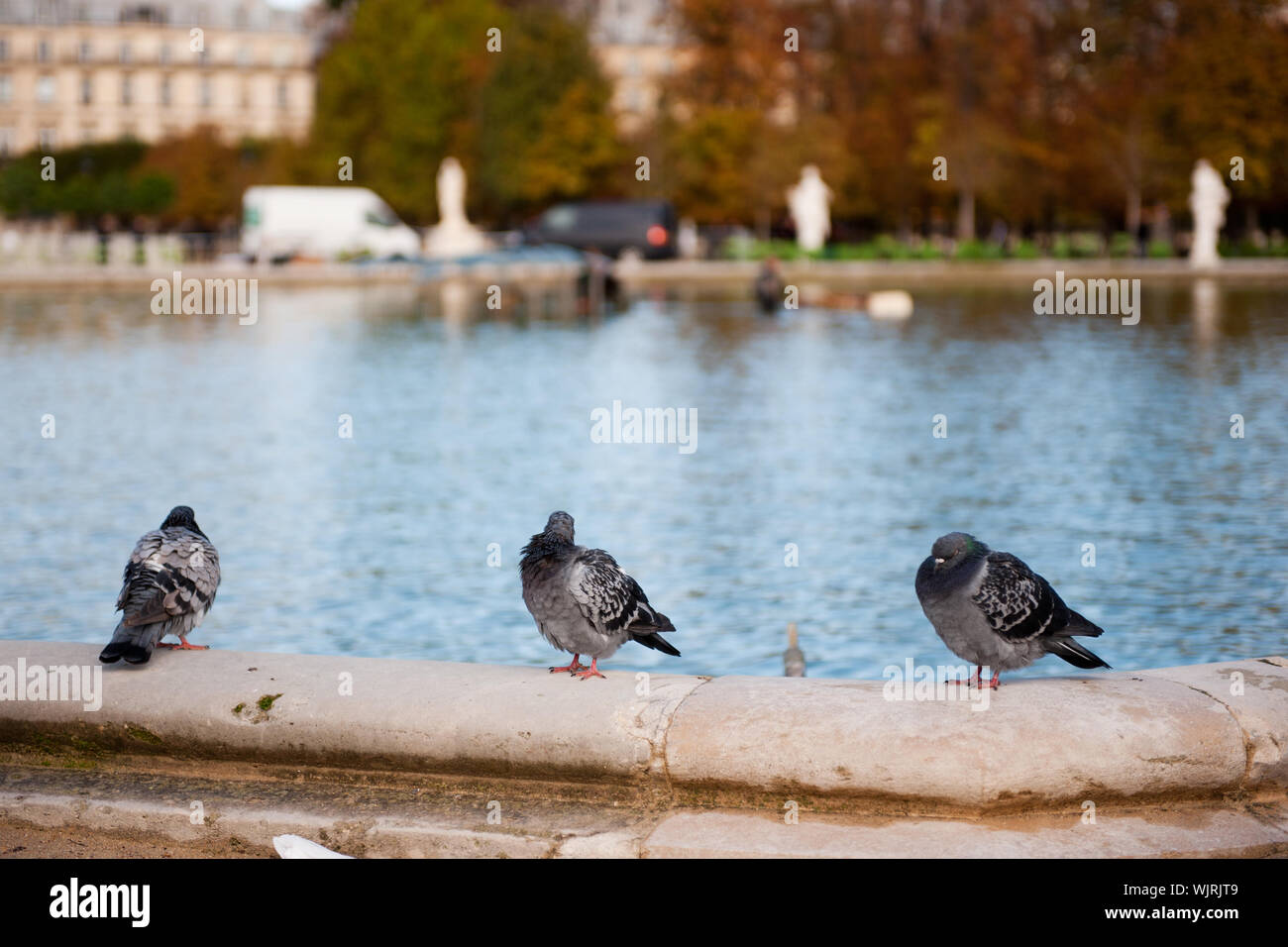 Paris france fountain birds hi-res stock photography and images - Alamy